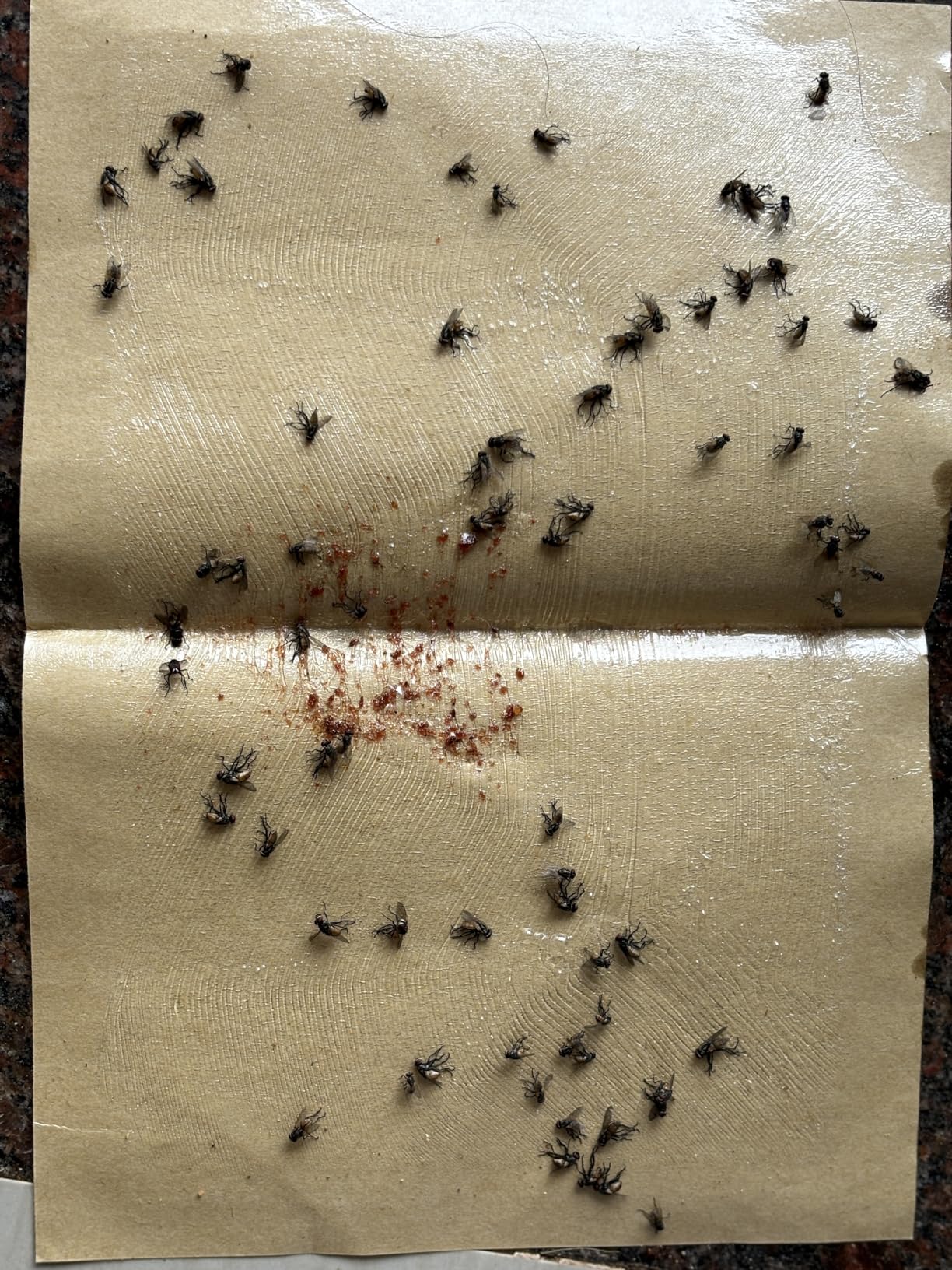 Myfam Fly Killer Sticker Board for Home Flies - घर मक्खी ट्रेप- 10 nos ...