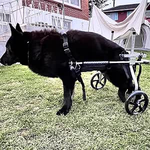 Amazon.com: XL Large Dog Wheelchair for German Shepherds, All-Terrain 2 ...
