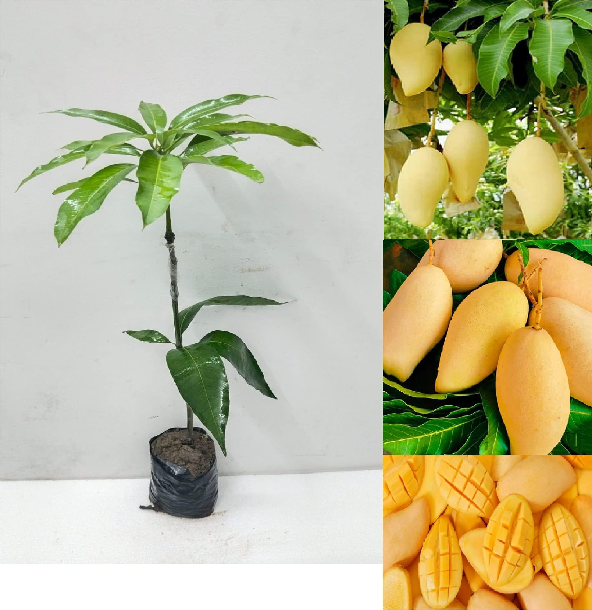 Green view "Nam Doc Mai Mango" Live Amba fruit plant Grafted hybrid new ...