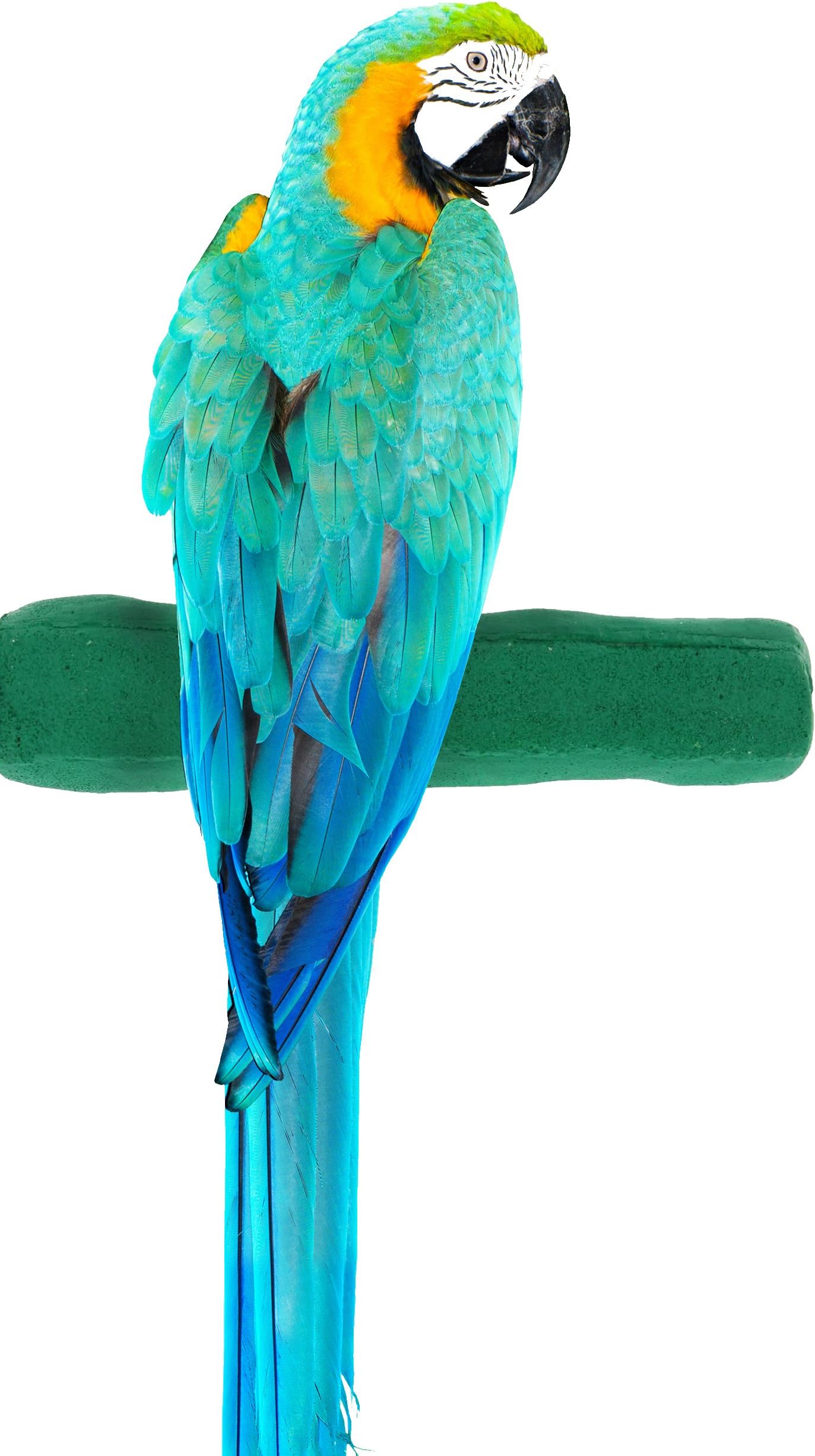 Amazon.com: Sweet Feet and Beak Medium Portable Perch and Weaning Stand ...