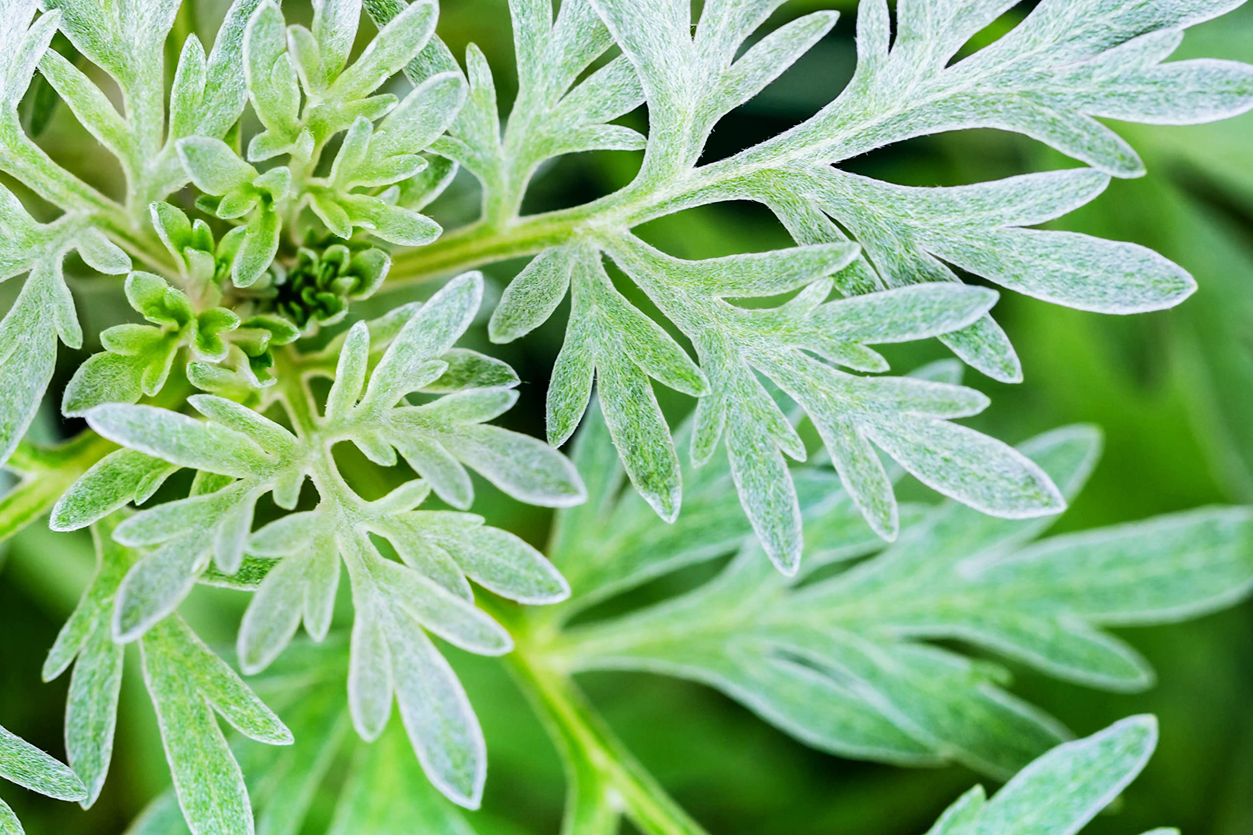 Amazon.com : Absinthe Plant Seeds for Planting(100 Seed) - Common ...
