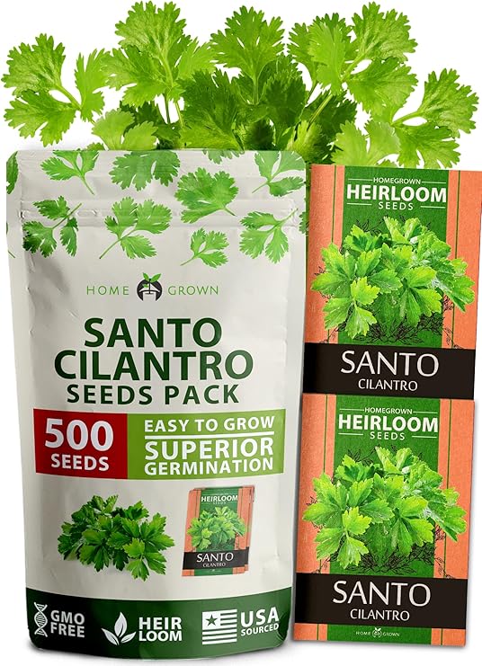 Amazon.com : HOME GROWN 500+ Cilantro Seeds(Fast Growing) 𝗡𝗢𝗡-𝗚𝗠𝗢 𝗨𝗦𝗔 ...