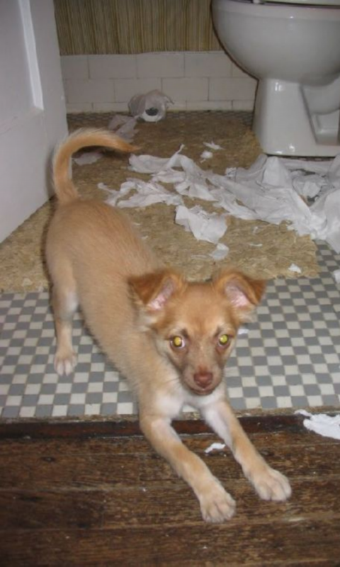 Pets Home Alone Live Wallpaper:Amazon.com.br:Appstore for Android