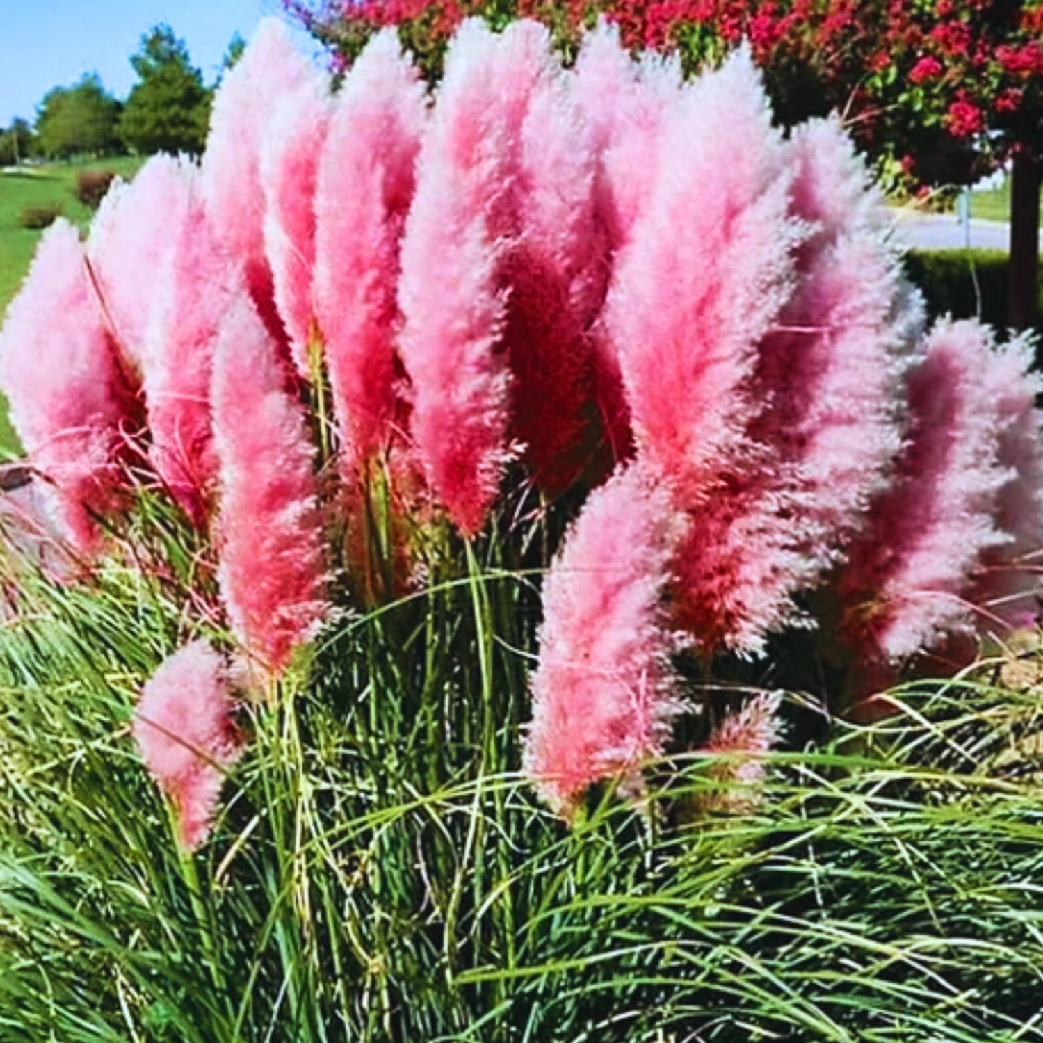 Amazon.com : Pack 3 Pink Pampas Grass Plants Live Clumps, 5-9 Inch Tall ...
