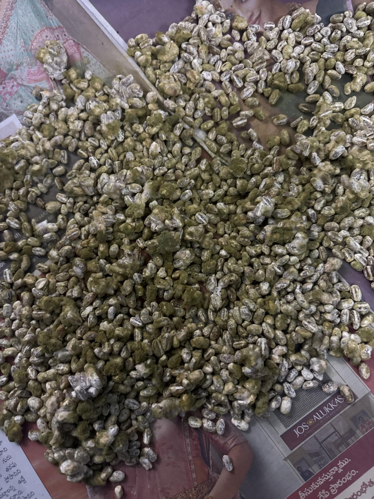 White Button Mushroom Kit (Complete Set) - Spawn/Seeds 200gm ...