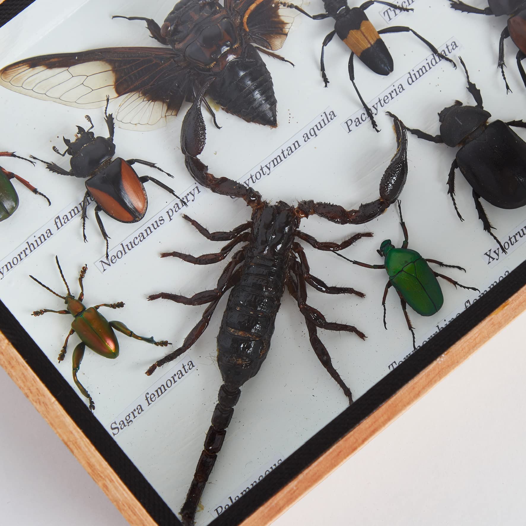 Insect Taxidermy Frame Preserved Uniques Addict Store Framed Insect ...