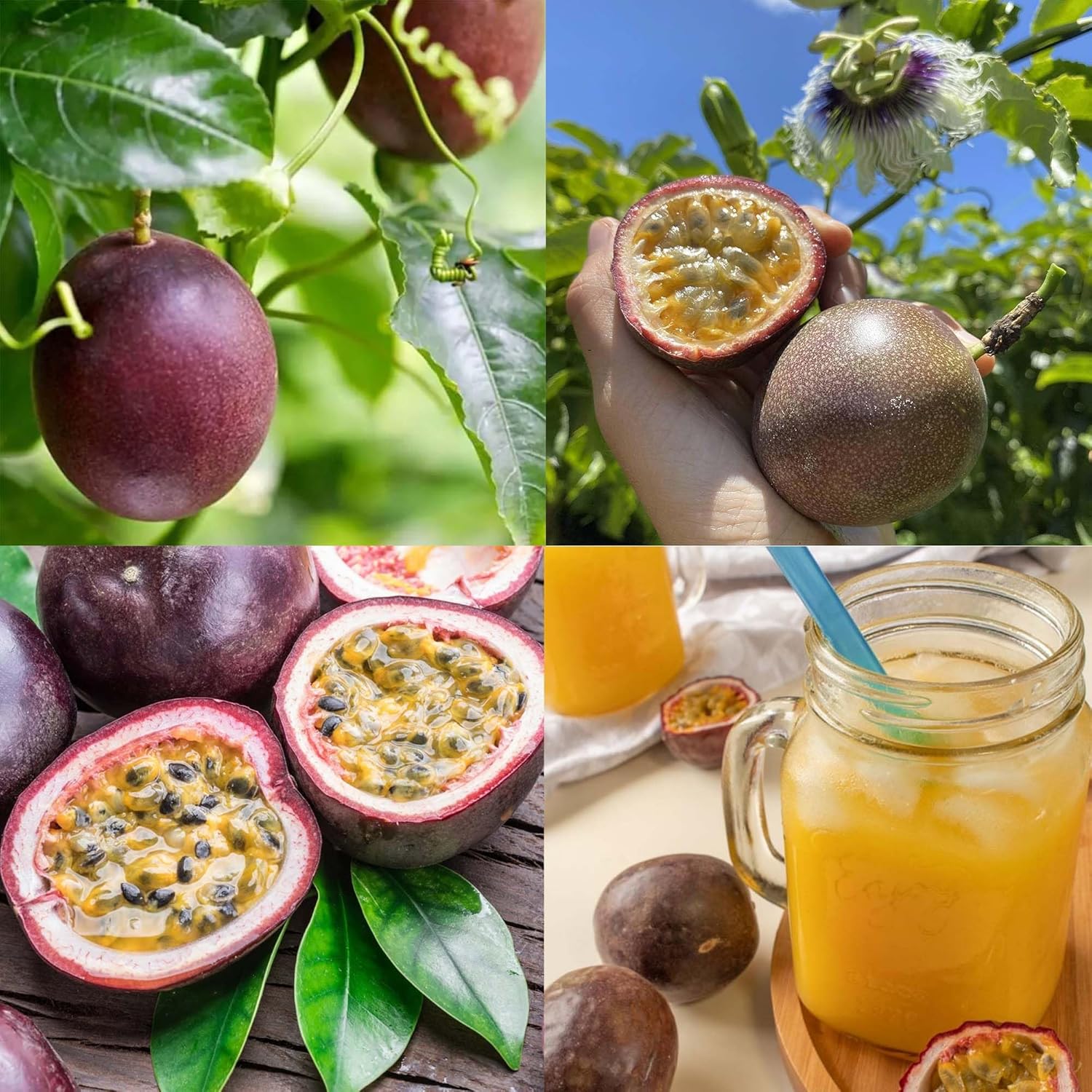 Amazon.com : Passion Fruit Seeds for Planting - 20 Seeds Passion Seeds ...