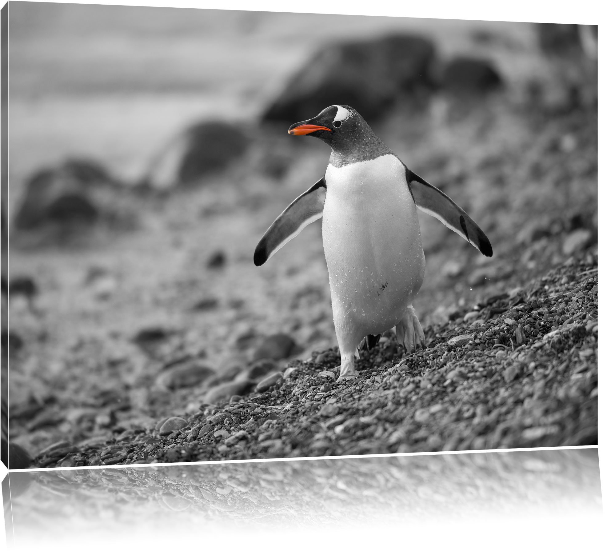 Black And White Photography Penguins Rare Leucistic Penguin Spotted In