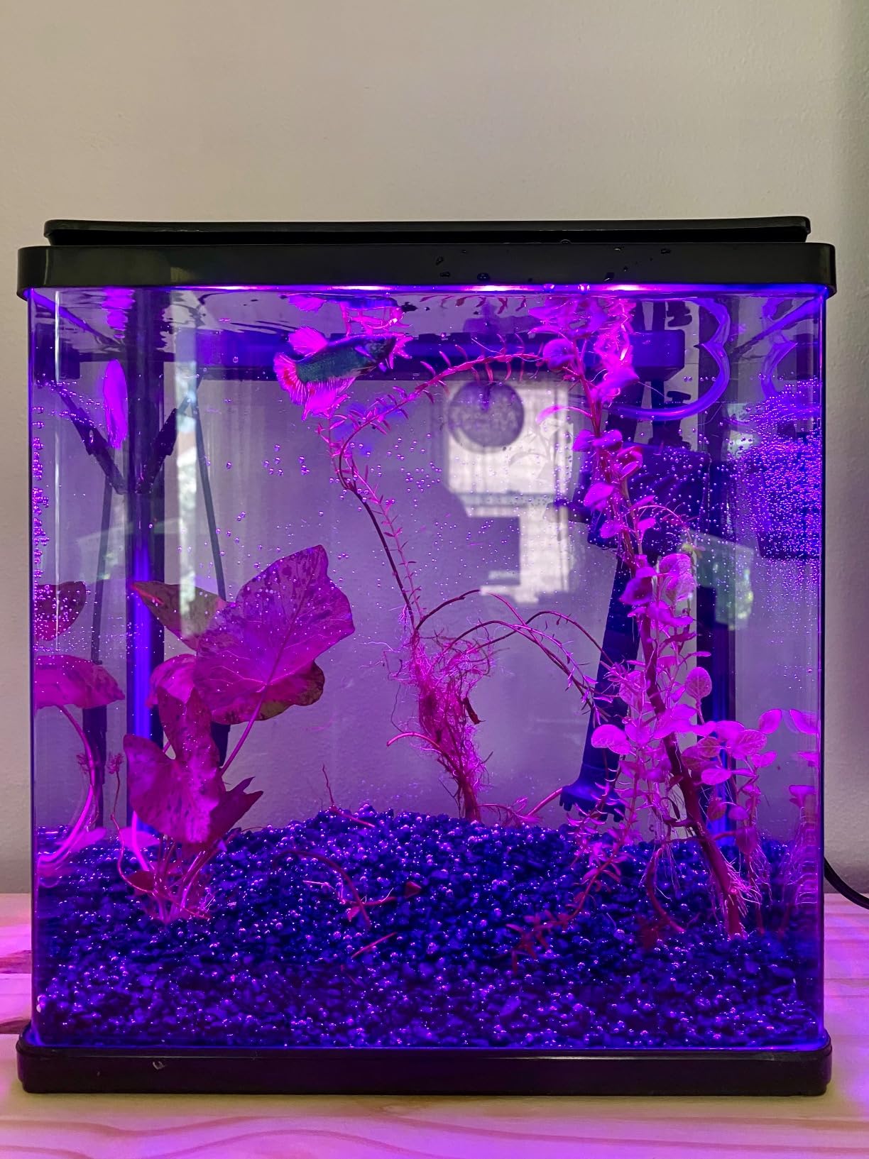 $11/mo - Finance PONDON Fish Tank, 3 Gallon Glass Aquarium, 3 in 1 Fish ...