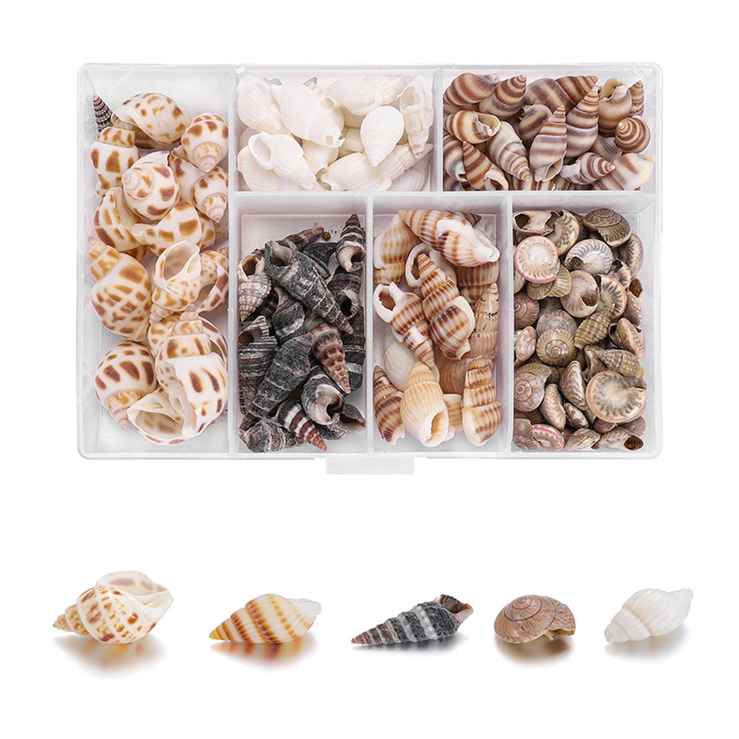 Sea Shells, 100pcs Mixed Beach Seashells, Seashell Mix for Crafts ...