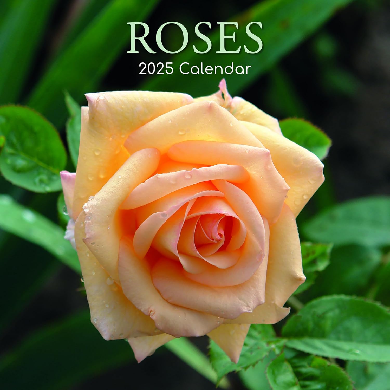 Amazon.com: 2025 Square Wall Calendar, Roses, 16-Month Floral Theme ...