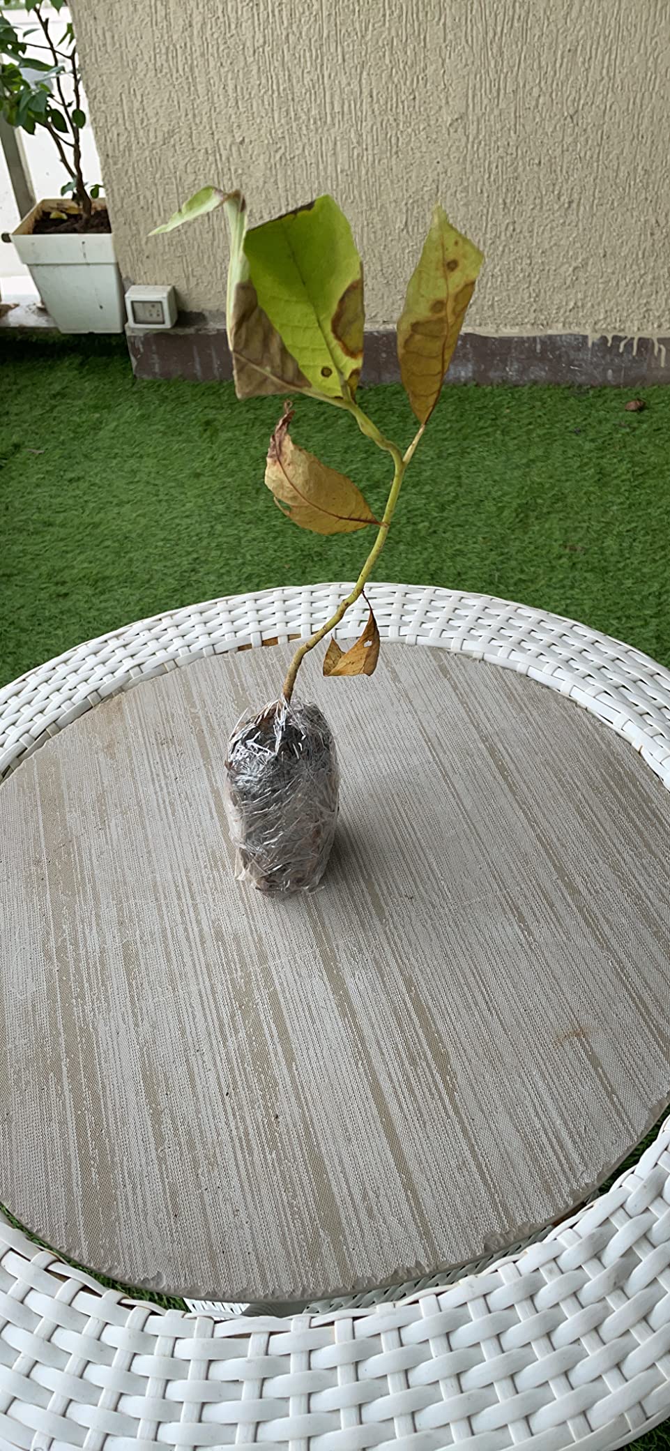 Creative Farmer Live Exotic Flowering Plant Michelia Champaca Rare And ...