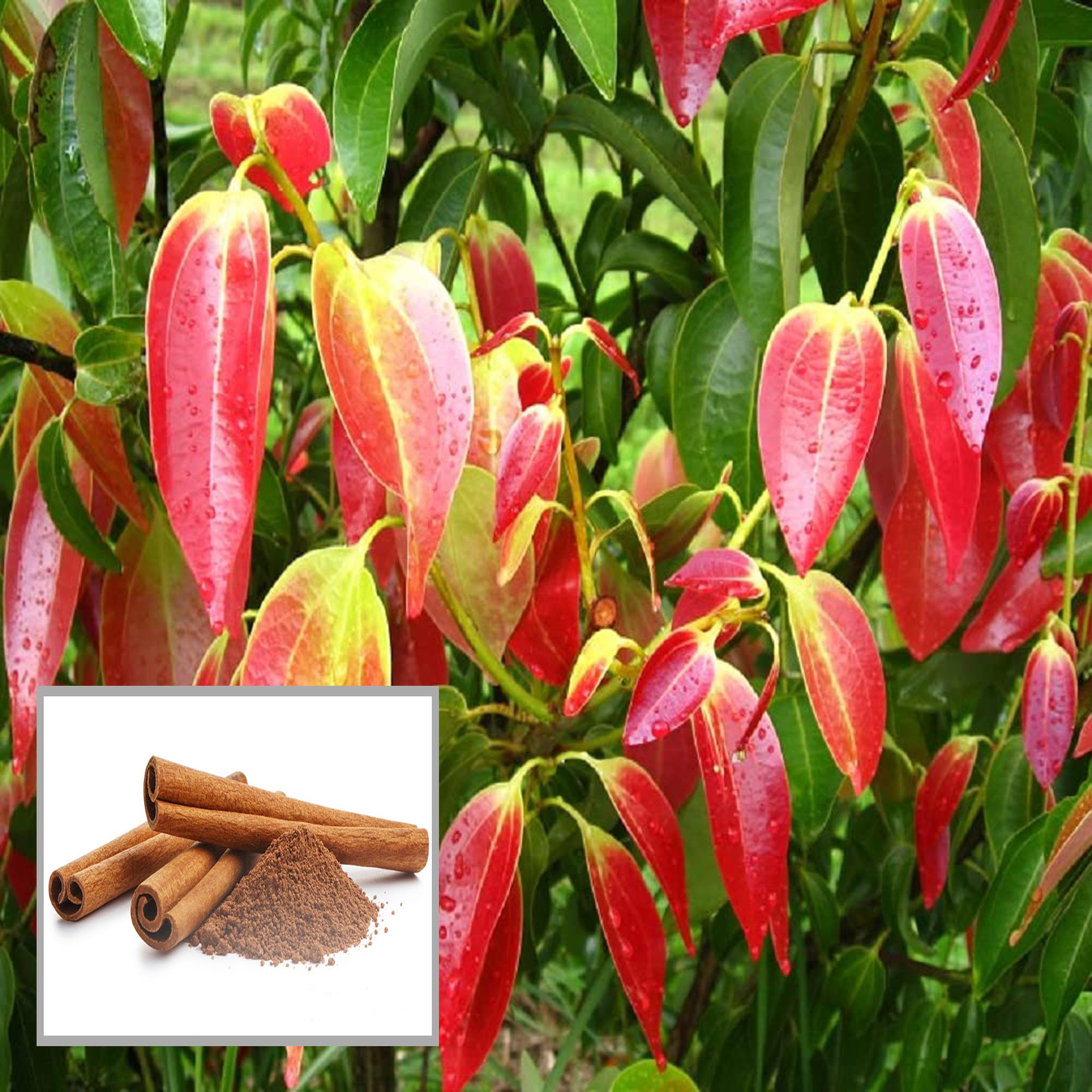 HAPING Dal Chini Karuvapatta Cinnamon Spice Live Plant (1.5-3 Feet ...