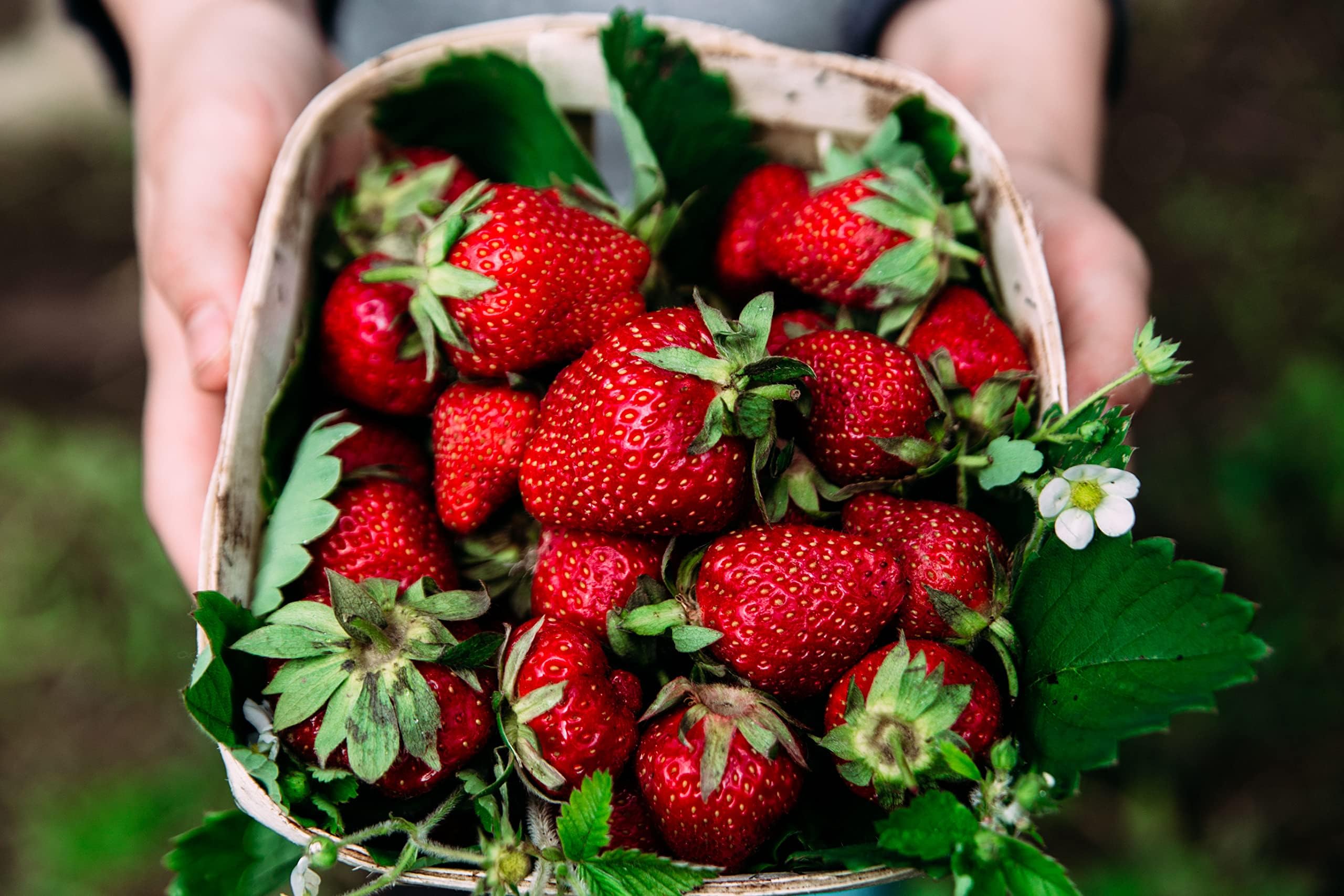 Amazon.com : 30 Albion Everbearing Strawberry Plants- Fruits Firm, Very ...