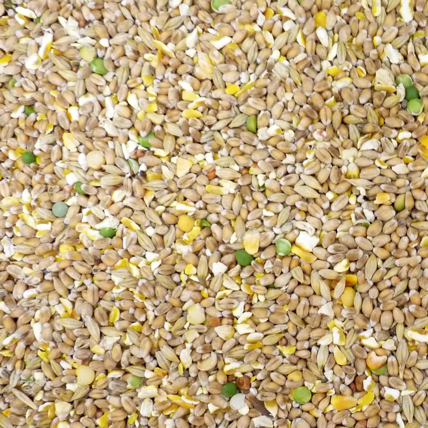 Poultry Corn 20kg - Premium Quality - Rich in Vitamins & Calcium ...