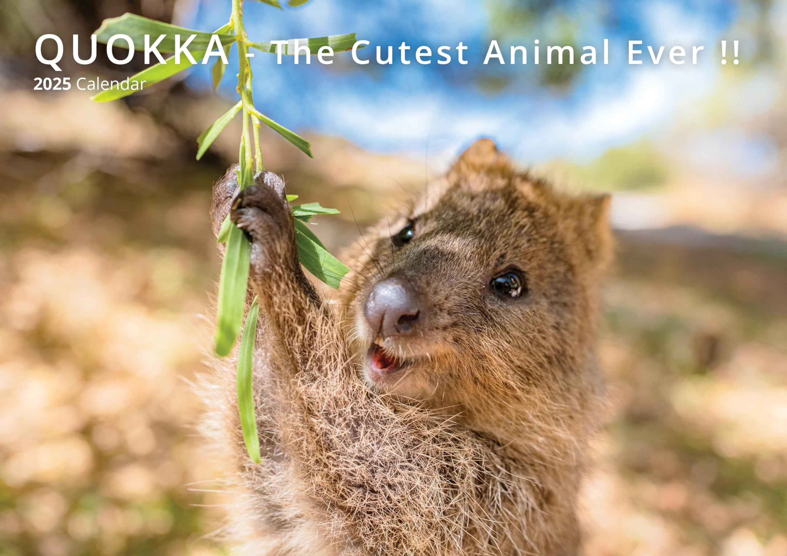 Quokka Codlata