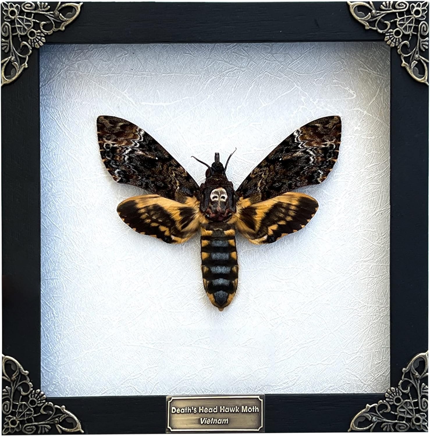 Amazon.com - Real Death Head Moth Acherontia White Frame Skull ...