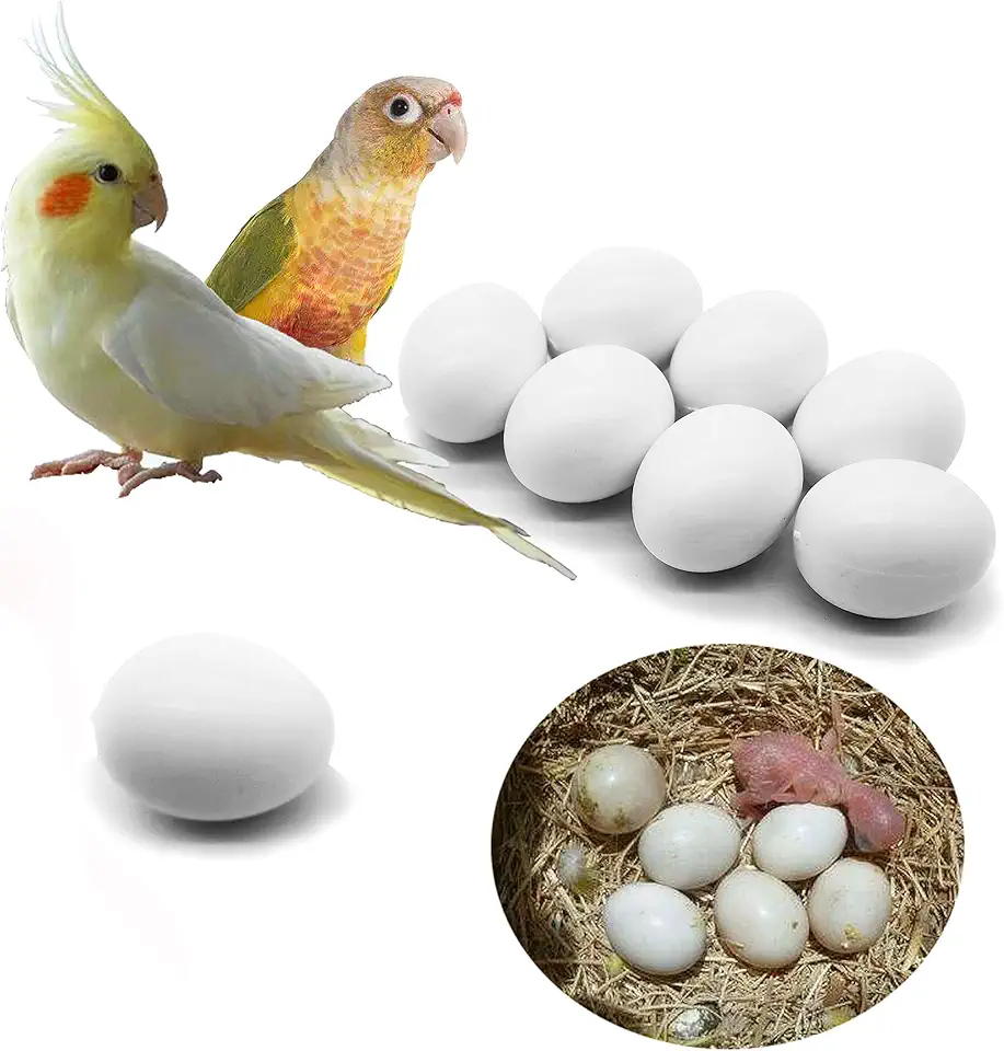 The Process Of House Finch Eggs Hatching: A Timeline | PetShun