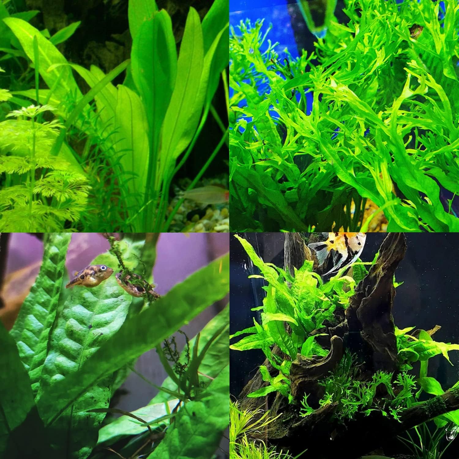 Amazon.com: Mainam 2 Different Amazon Sword Java Moss Tropical ...