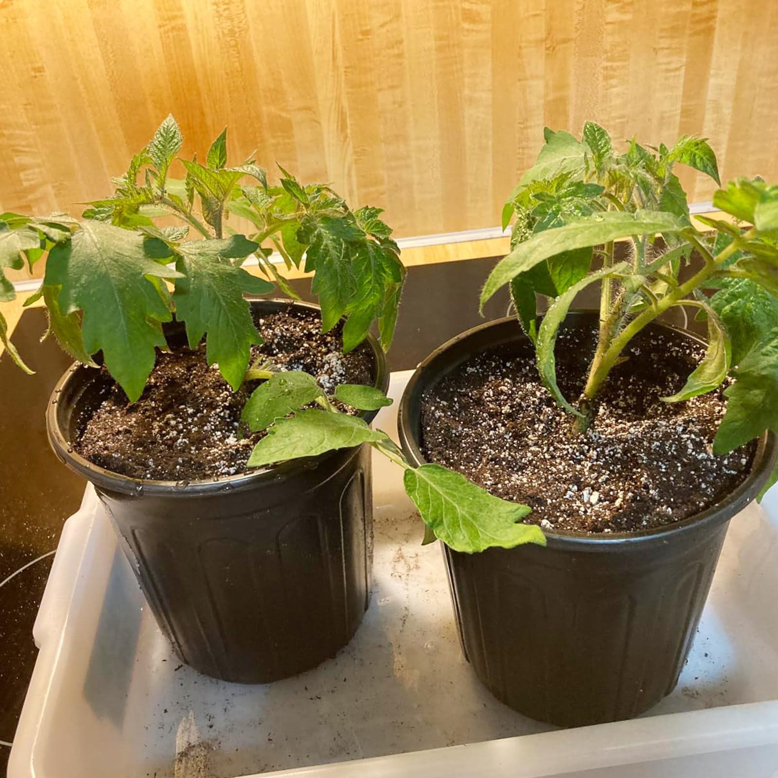 One Gallon Potting Containers Plant Sizes | Conifer Kingdom