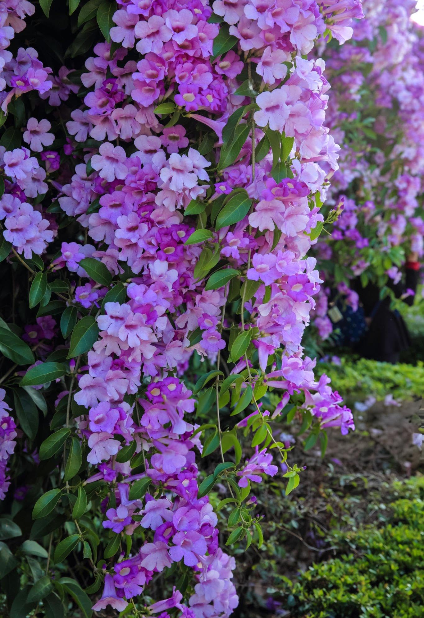 Garlic Vine Rasun Lata Flower Healthy Live Plant Pack 1 | Desertcart INDIA