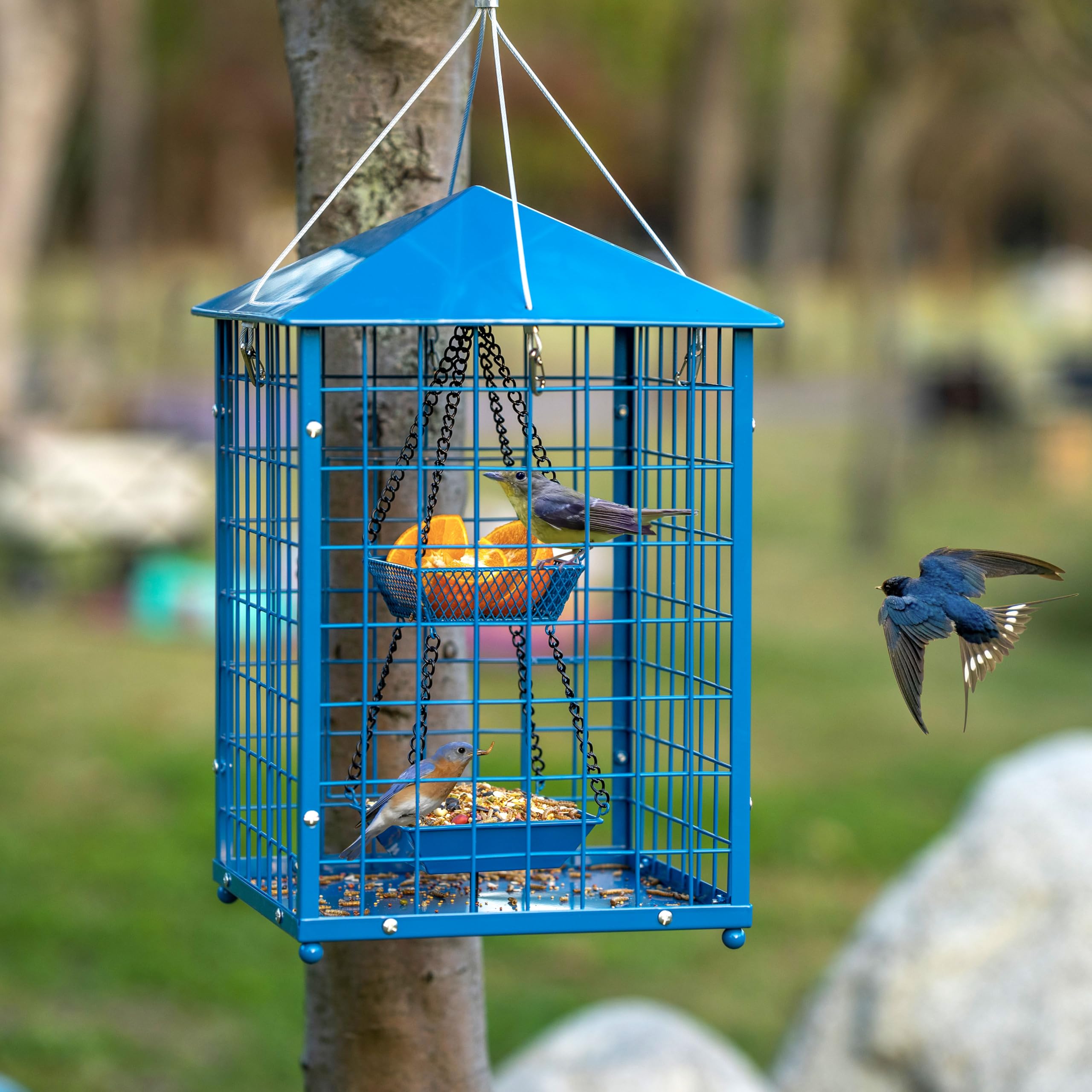 Mealworms Bird Feeders for Bluebirds - Metal - Huge Caged Squirrel ...
