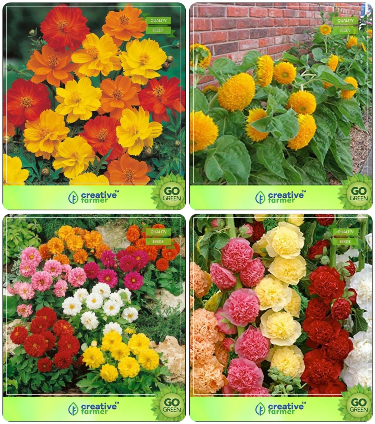 Creative Farmer Flower Seeds : Flower Seeds For All Season Combo Cosmos ...