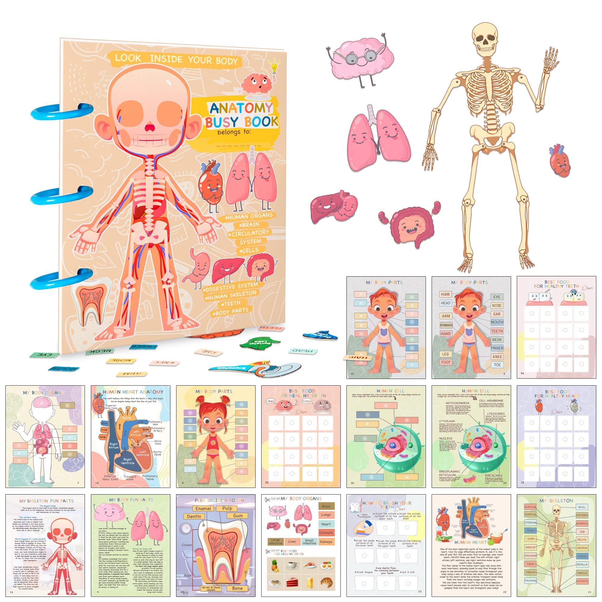 Human Body Anatomy For Kids