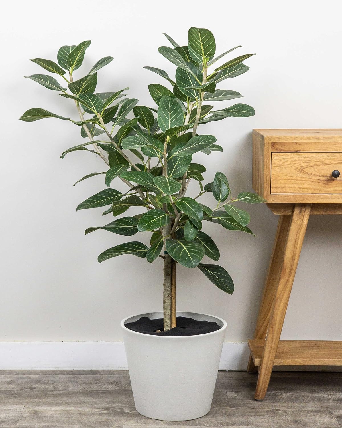 Amazon.com : PlantVine Ficus Audrey - Large, Tree, Live Plant : Patio ...