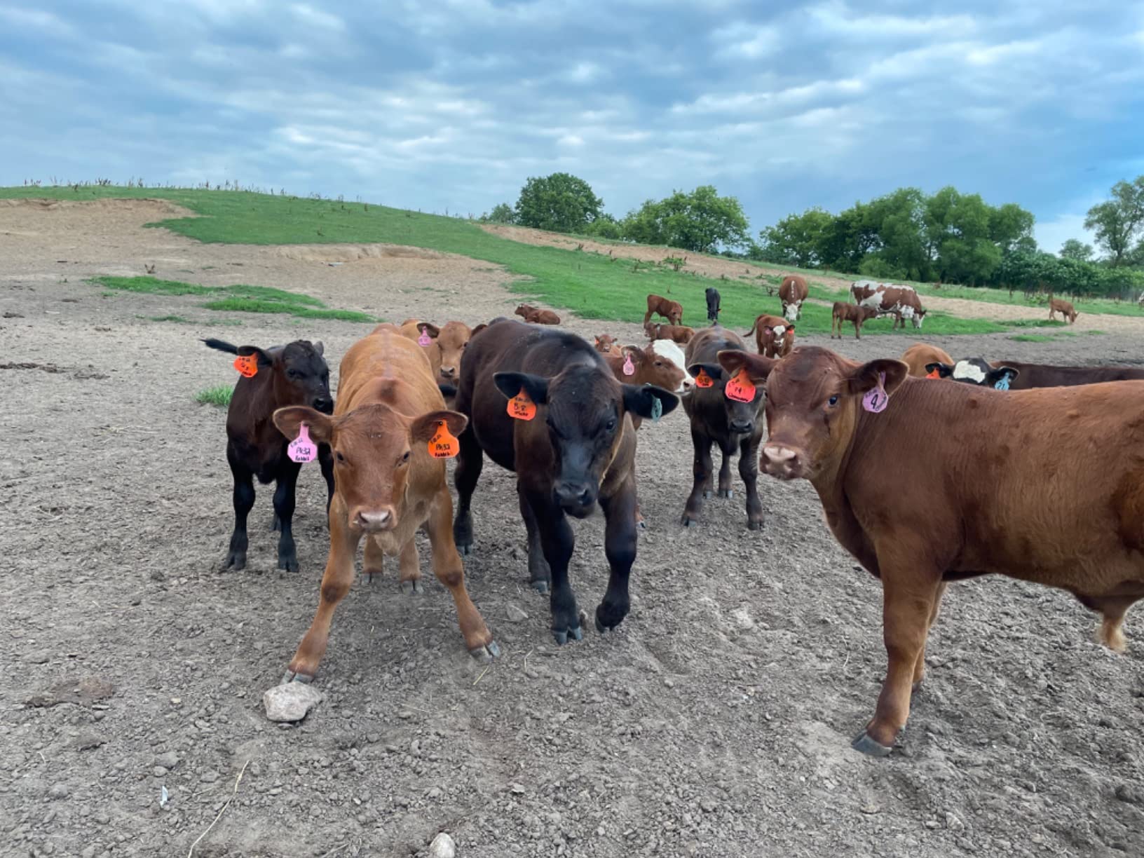 Amazon.com: YTex 3 Star Medium Cattle ID Ear Tags Pink Numbered 51-75 ...