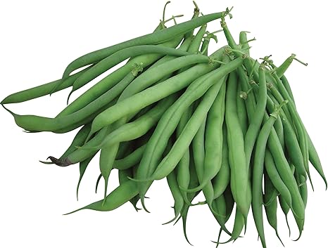 Amazon.com : Burpee Stringless Green Pod Bush Bean Seeds 4 ounces of ...