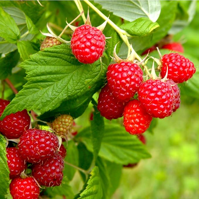 Amazon.com : 200+ Red Raspberry Seeds for Planting Red Raspberry Sweet ...