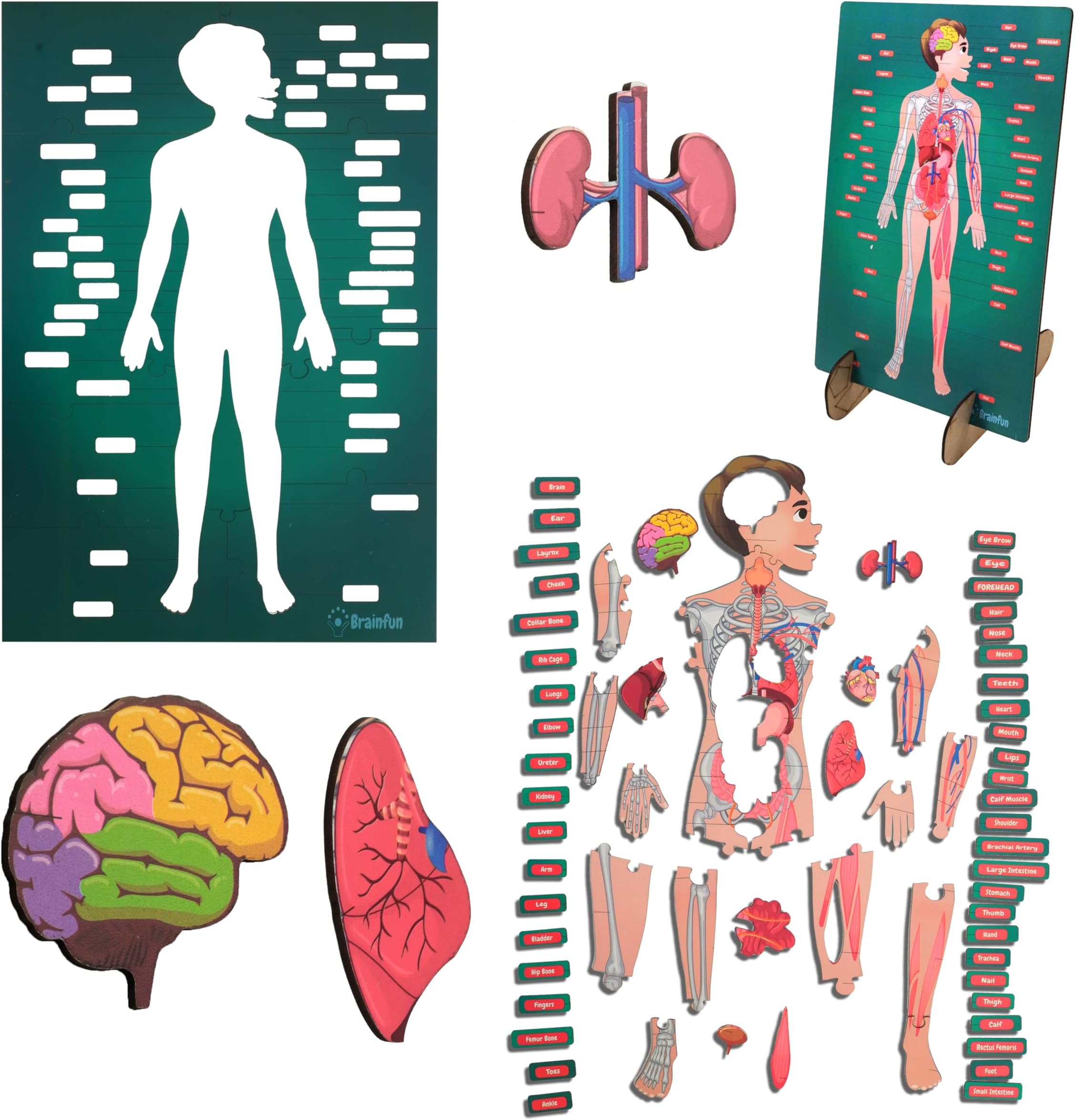 Lefan Human Body Parts Puzzle for Kids Anatomy Body Part Learn About ...