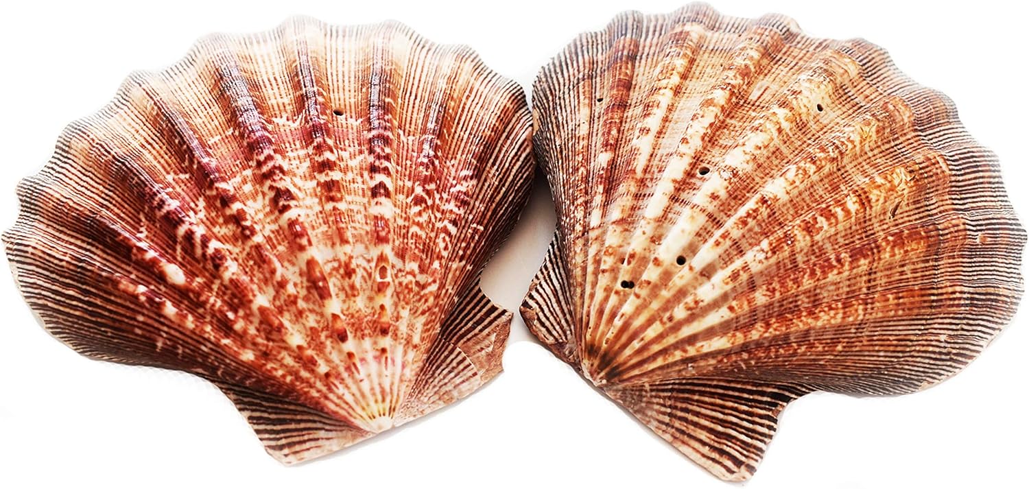 Amazon.com: Set of 2 Large Lions Paw Scallops 5-6" Seashell for Baking ...
