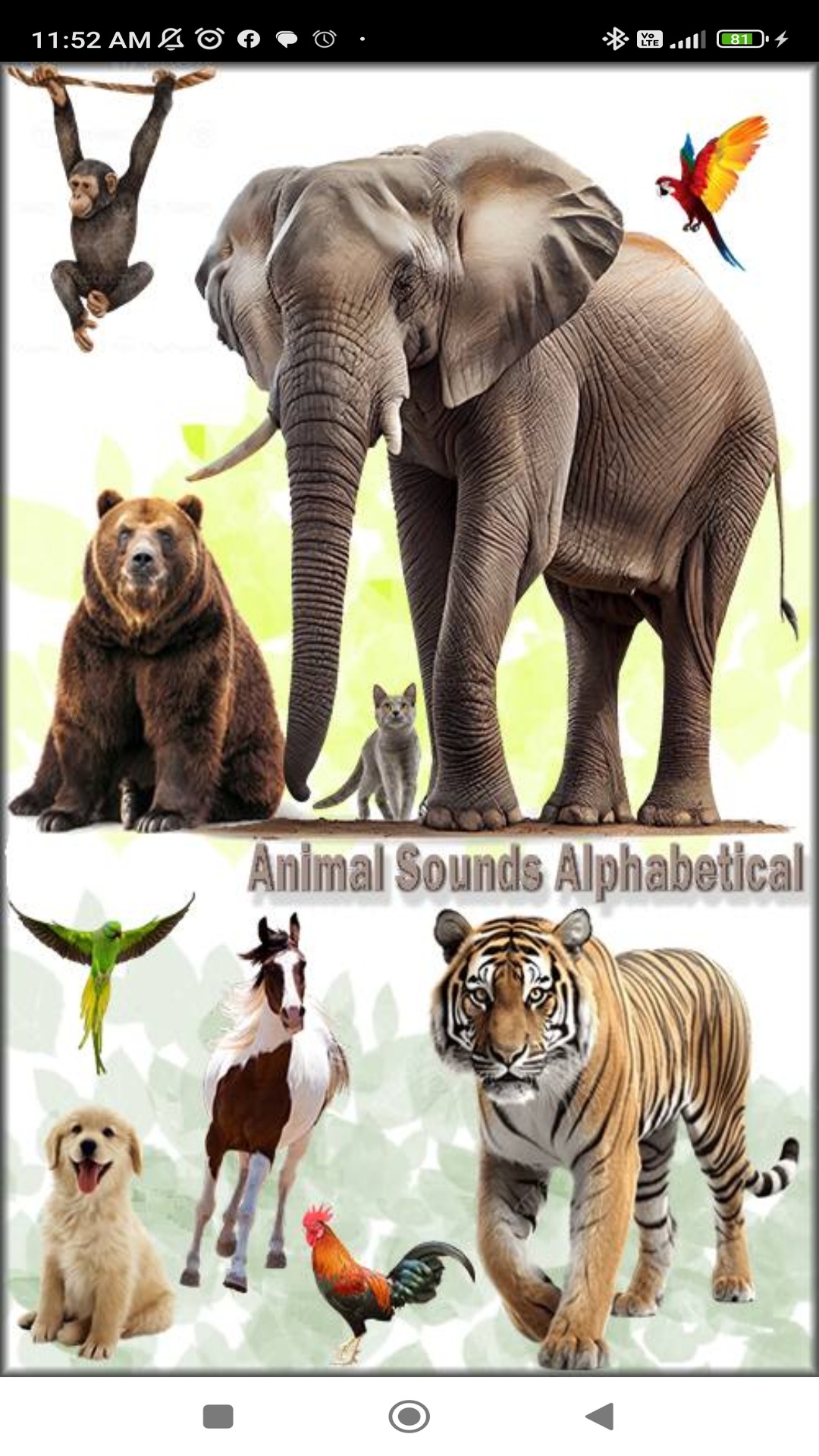 Animal Sounds Alphabetical - App on Amazon Appstore