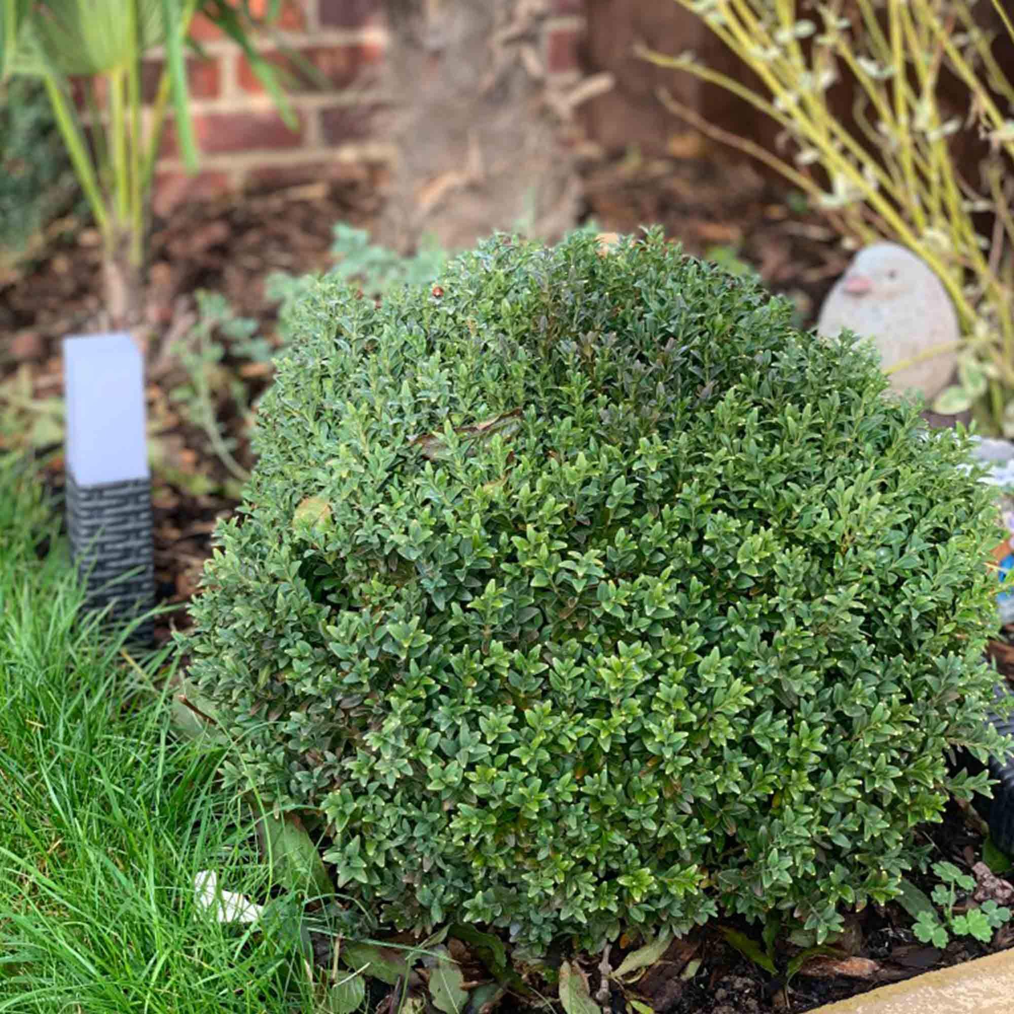 Buy Buxus Sempervirens, Box , Evergreen Shrubs, Ideal for Hedges ...