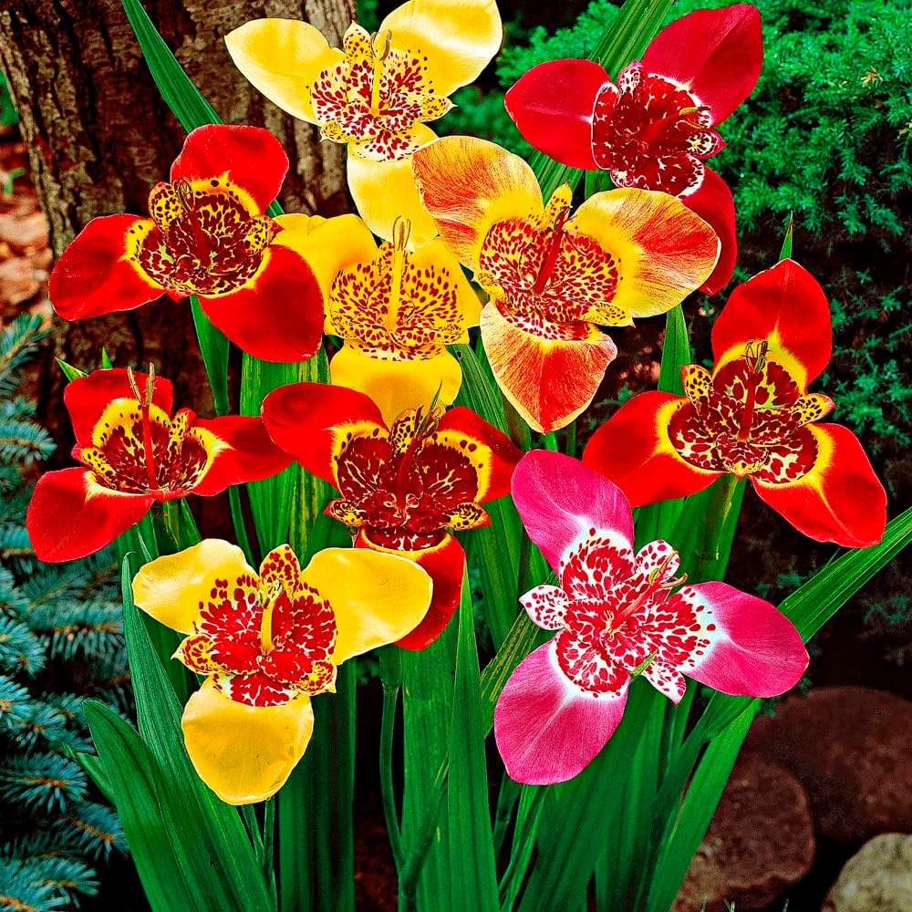 schone 15 x Tigridia Mixed - Dramatic Blooms for Summer – Peacock Tiger ...
