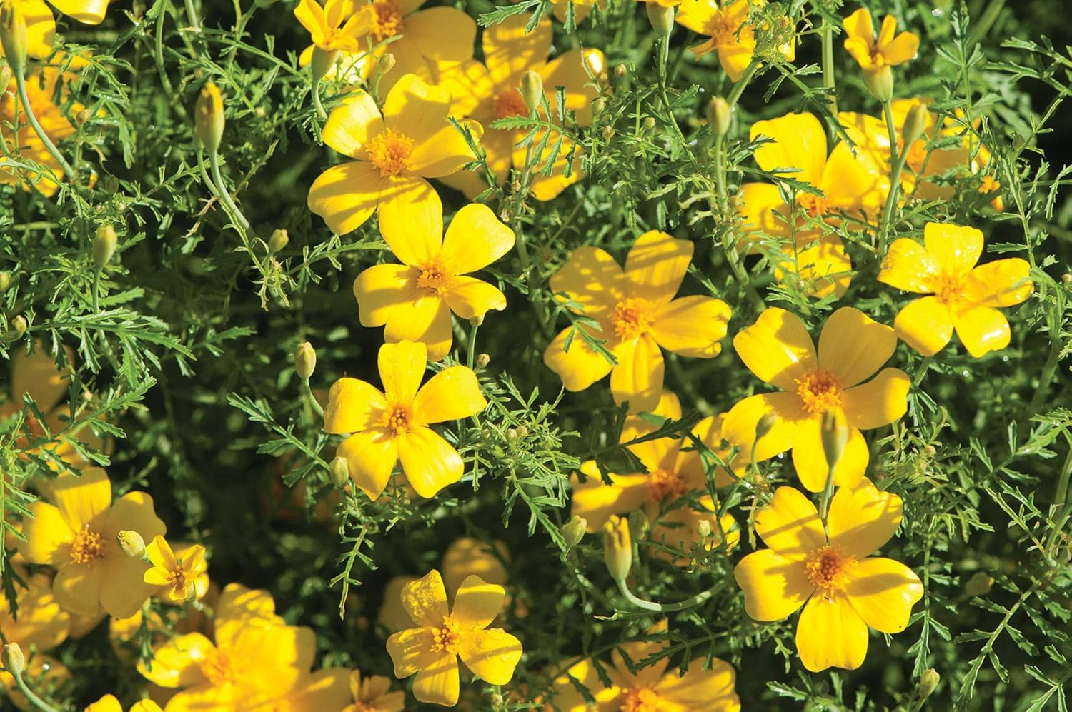 Amazon.com : David's Garden Seeds Flower Marigold Lemon Gem 100 Non-GMO ...