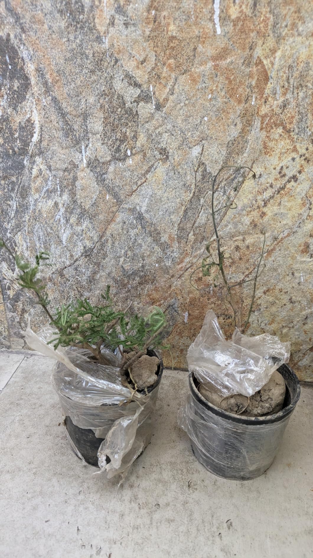 Plant House Live Shami/Sami/Prosopis Cineraria Good Luck Plant With Pot ...