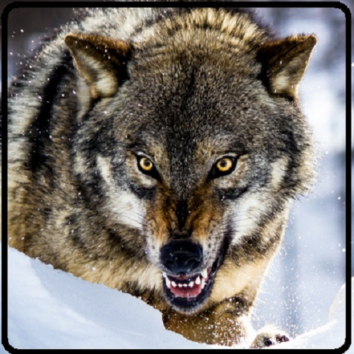 Ultimate Wolf Simulator 3D - App on the Amazon Appstore