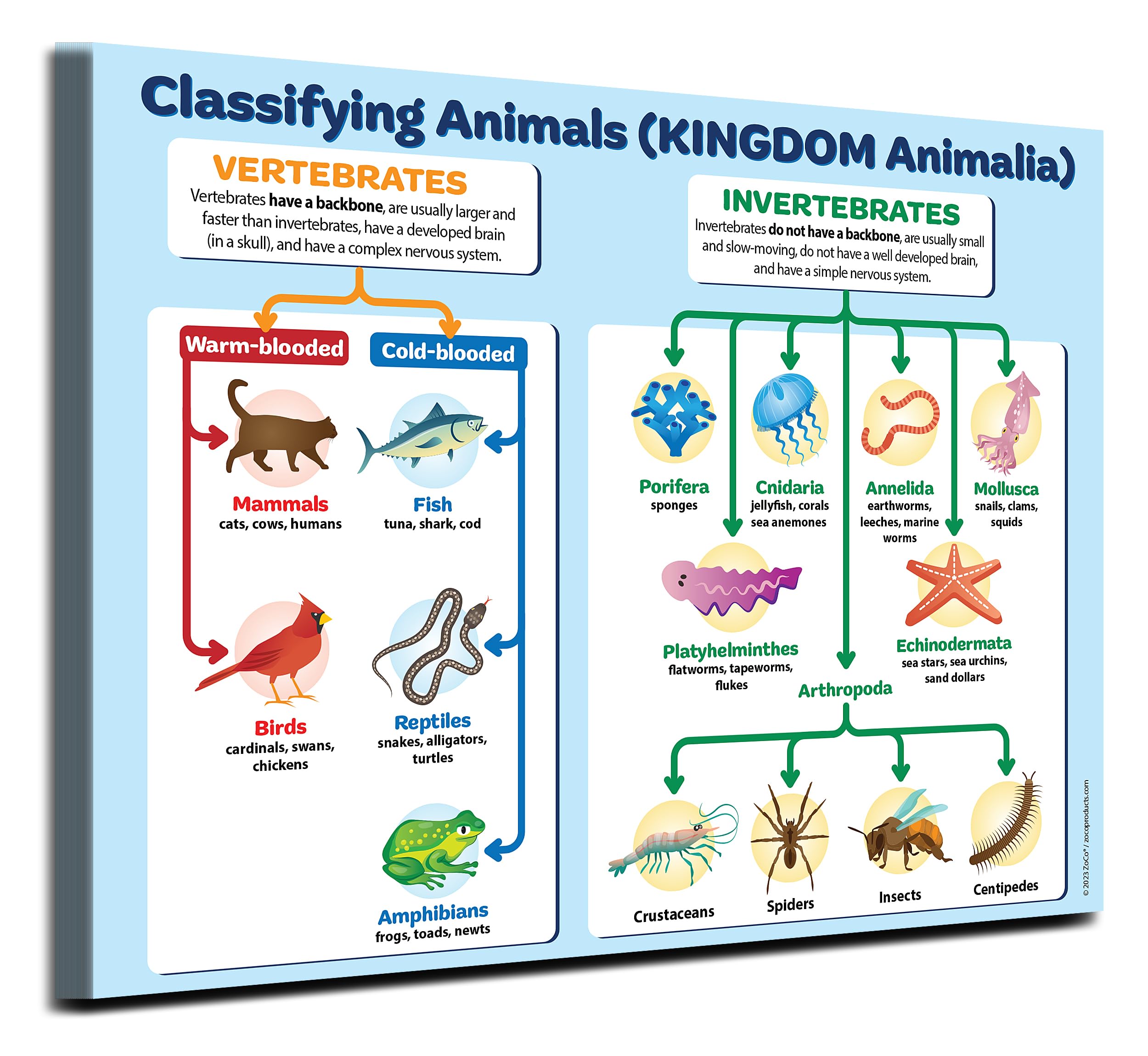 Amazon.com: Animal Kingdom Classification Poster (Pack of 20 ...