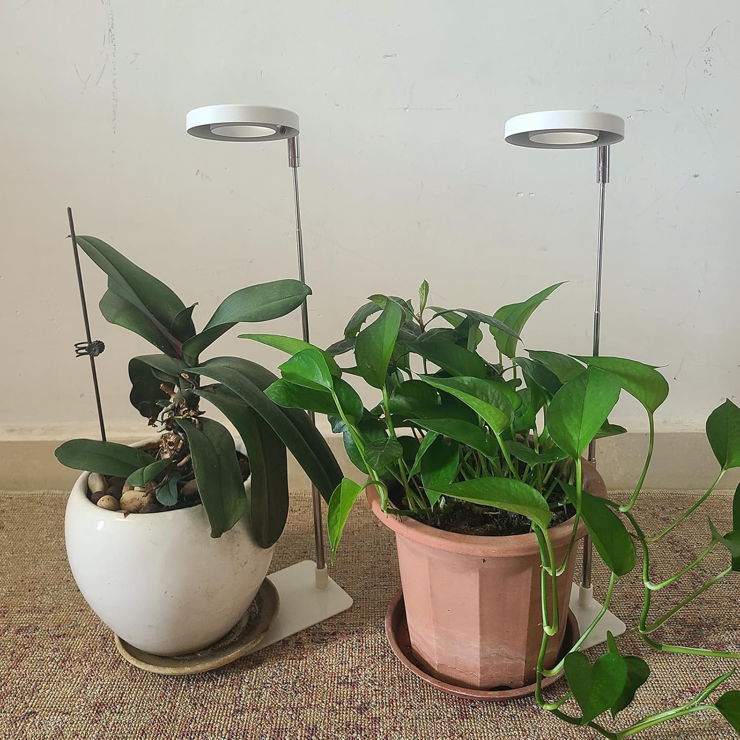 Amazon.com : Plant Lights for Indoor Growing 12V, 660nm-Enhanced Full ...