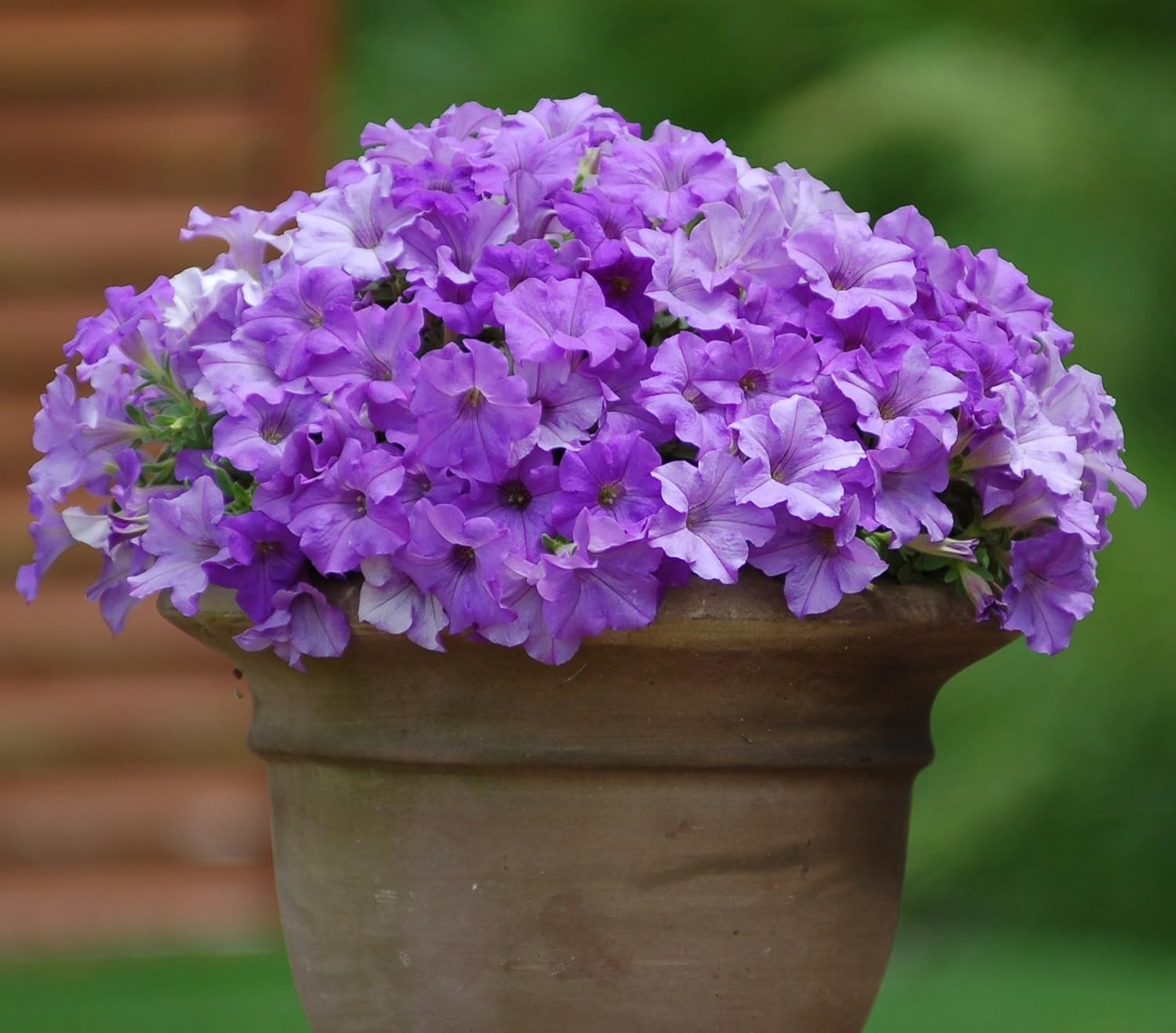 Creative Farmer Flower Seeds : Sophistica Blue Morn Petunia Bright Blue ...