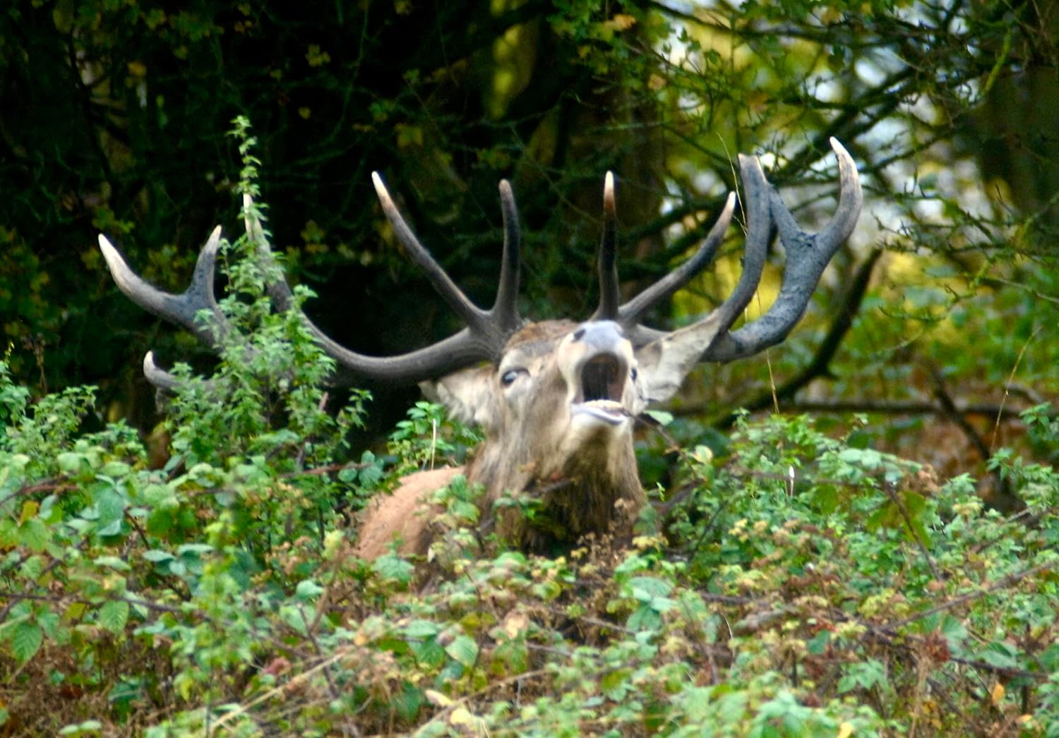 Wildlife Photography: Book 1: The Beginning (Wildlife Photography by ...