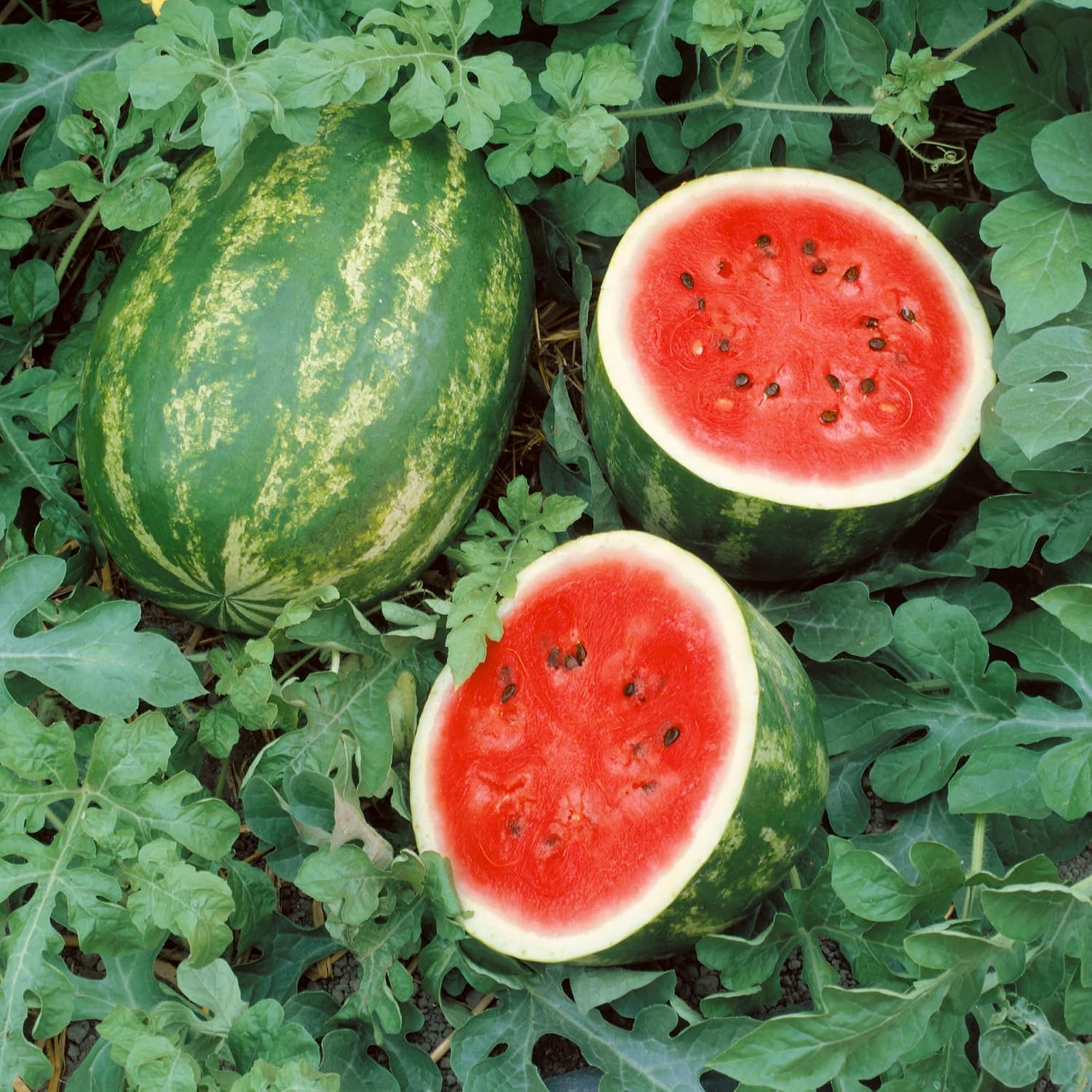 Amazon.com : Grandeur F1 Hybrid Watermelon Seeds - 3 g Packet ~45 Seeds ...