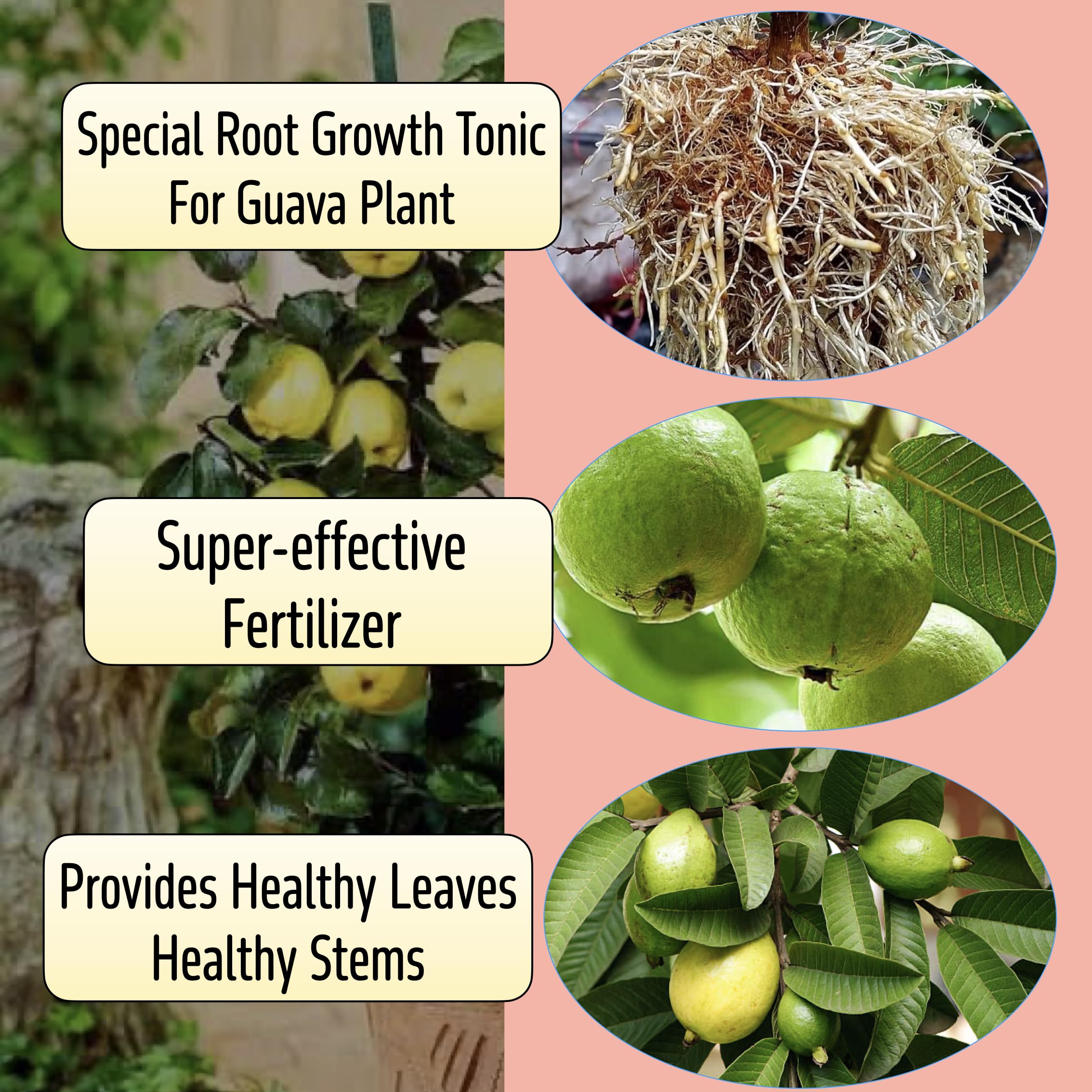 Guava Tree For Best Mix 7 Best Indoor Fruit Trees For Sustainable Food