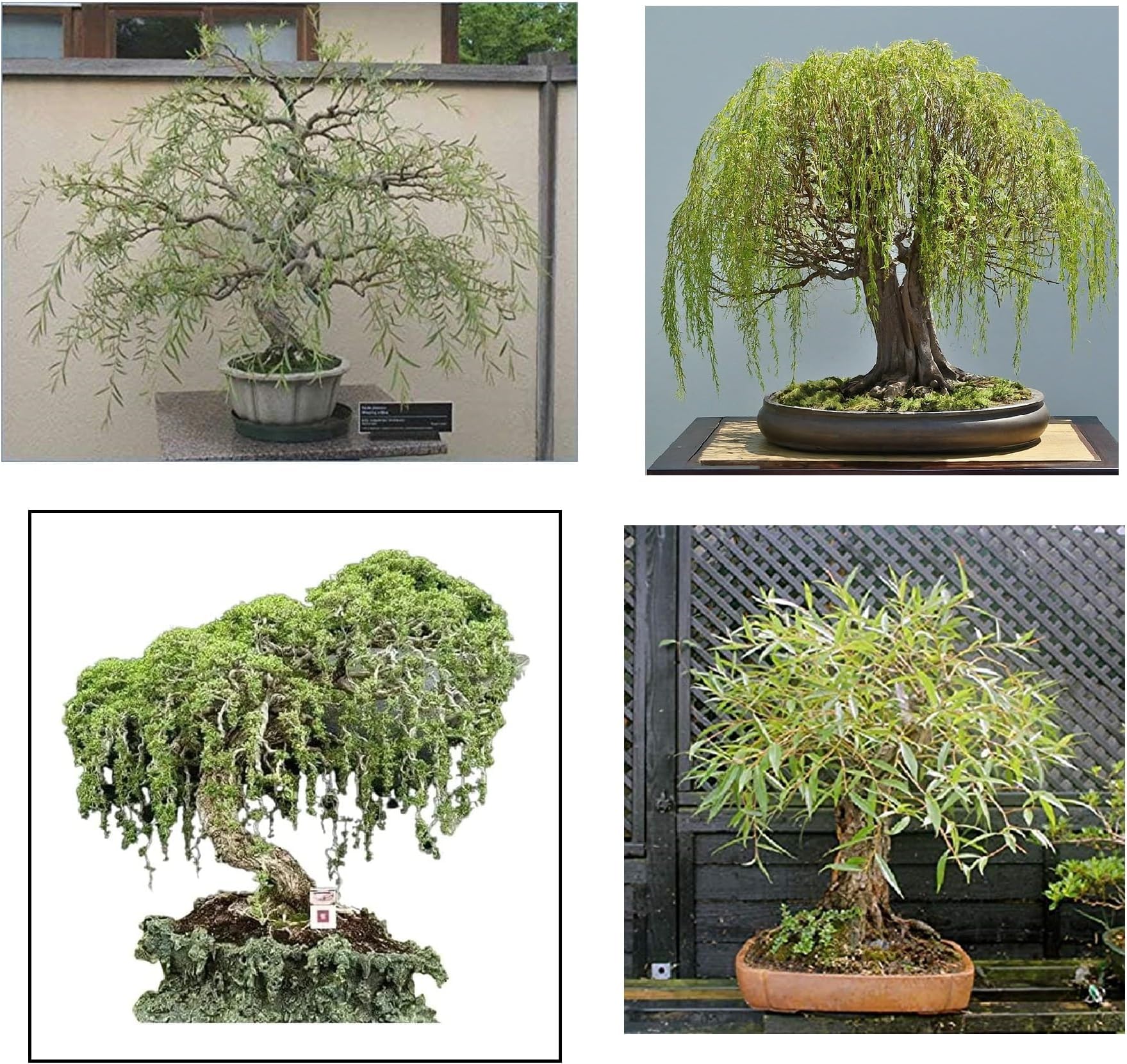 Amazon.com : Bonsai Dwarf Weeping Willow Tree - Thick Trunk Cutting ...
