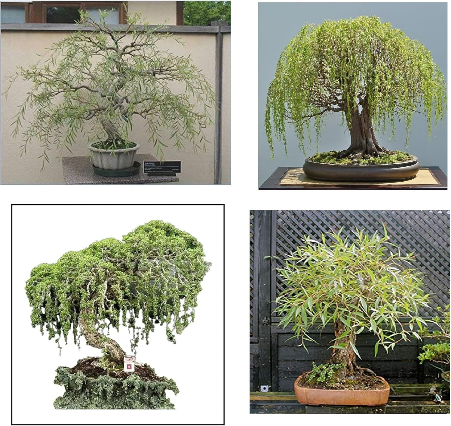 Amazon.com : Willow Bonsai Tree Bundle - 4 Types of Exotic Willow to ...