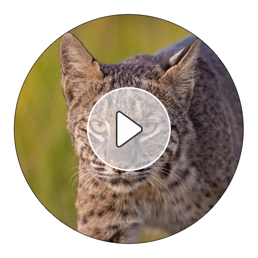 Bobcat Sounds And Ringtones - App on Amazon Appstore