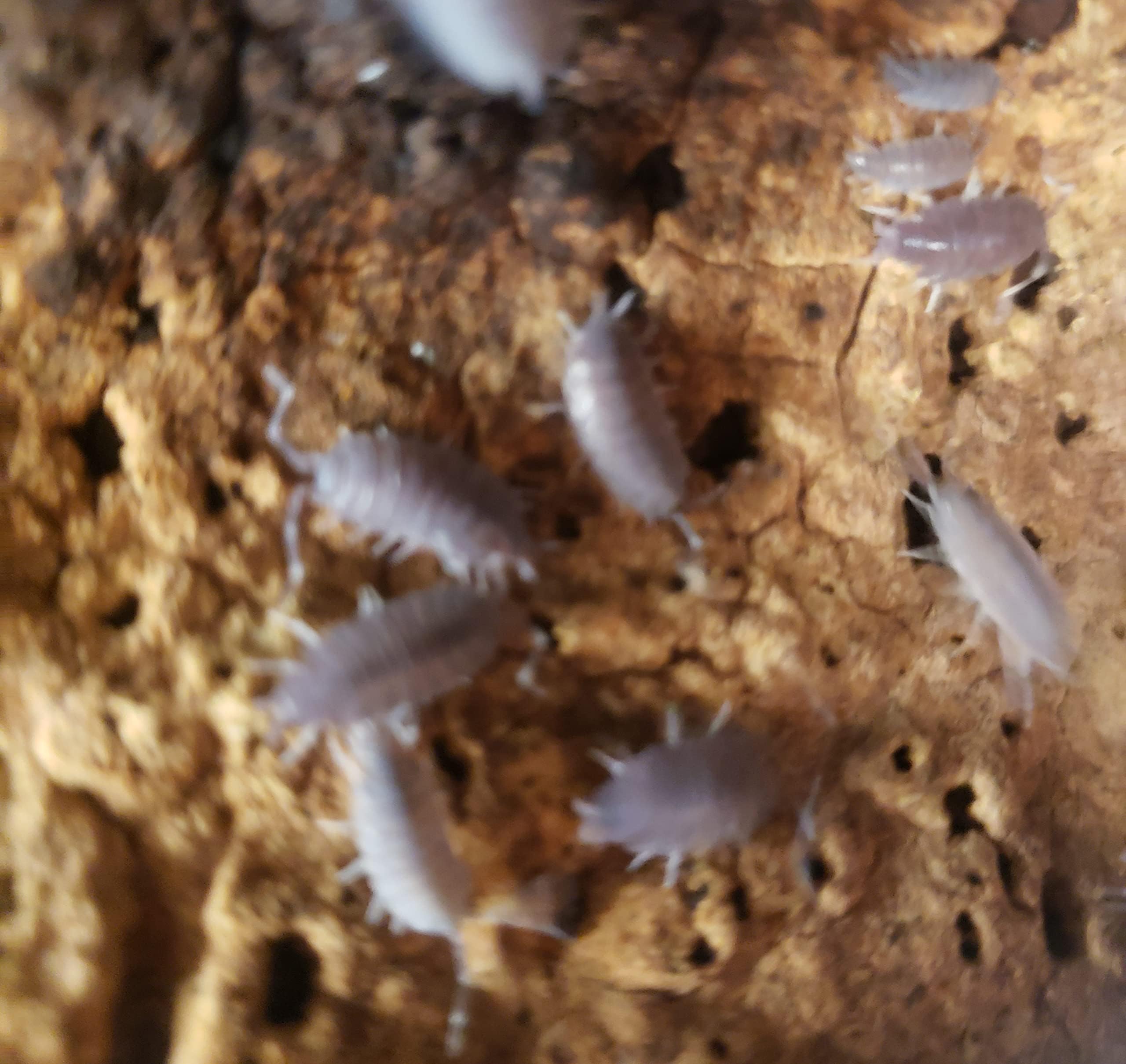 Amazon.com : TC INSECTS Live 10ct Powder Blue Isopods (Porcellionides ...